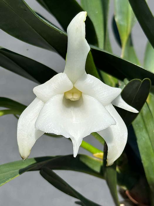 Southern California Orchid Species Society