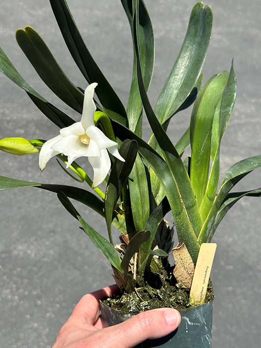 Southern California Orchid Species Society