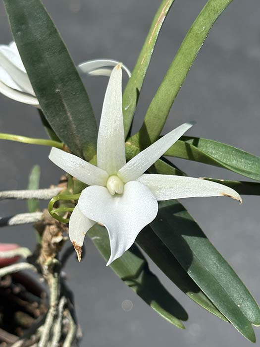 Southern California Orchid Species Society