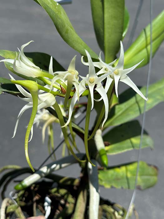 Southern California Orchid Species Society