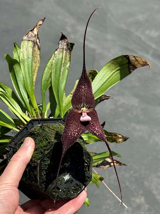 Southern California Orchid Species Society