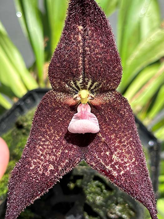 Southern California Orchid Species Society