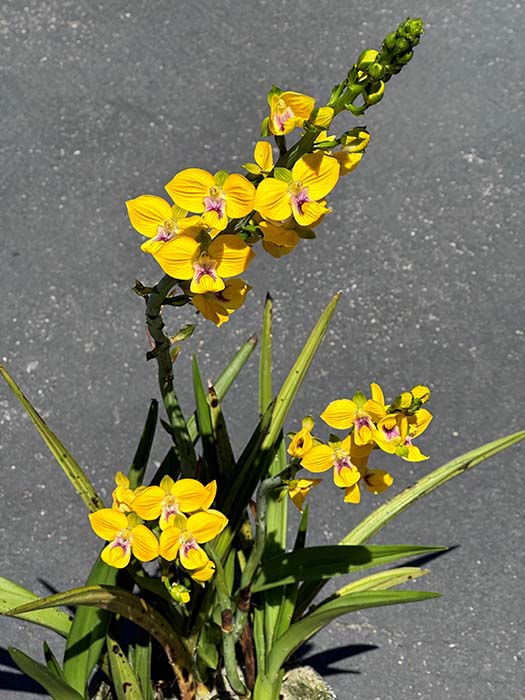 Southern California Orchid Species Society