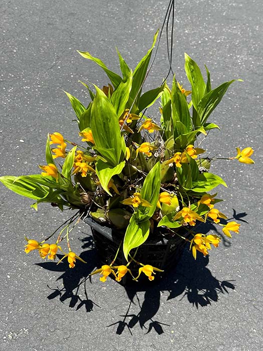 Southern California Orchid Species Society