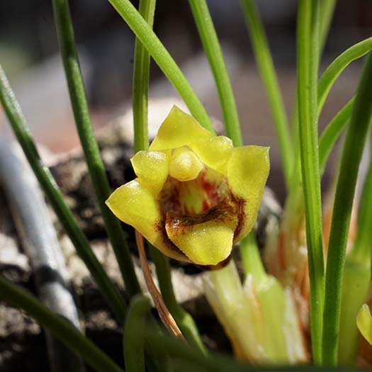 Southern California Orchid Species Society