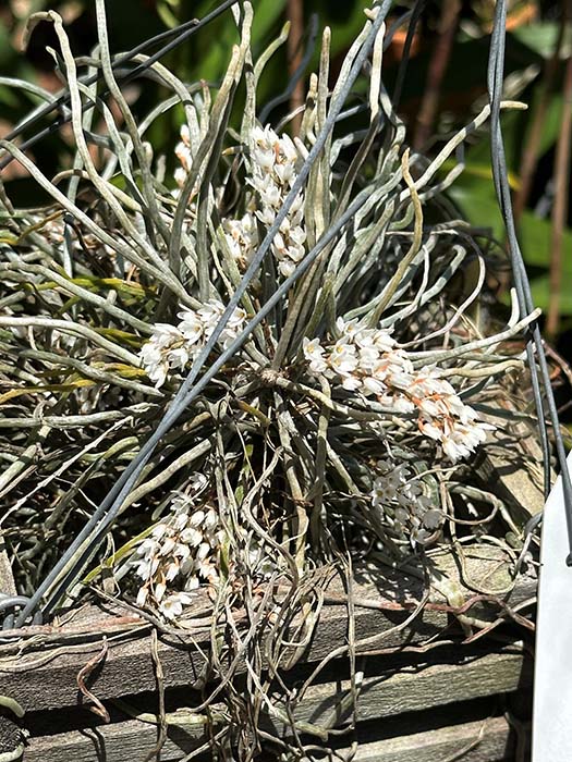 Southern California Orchid Species Society