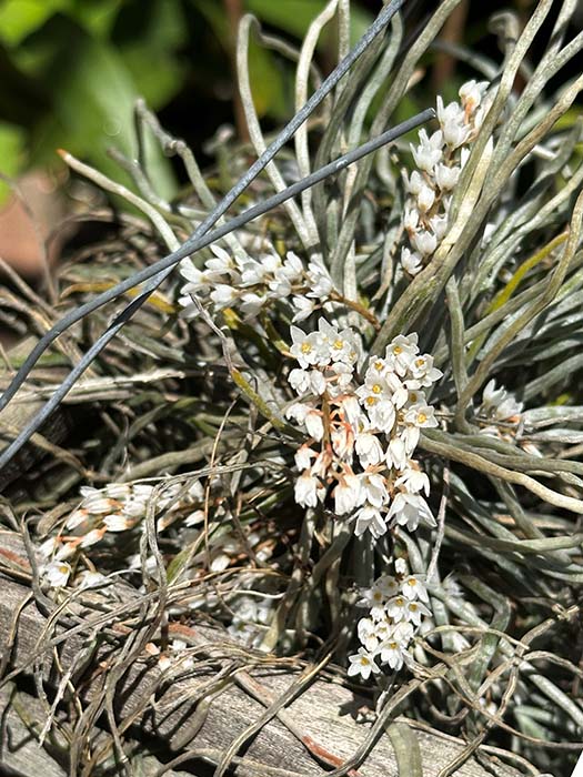 Southern California Orchid Species Society