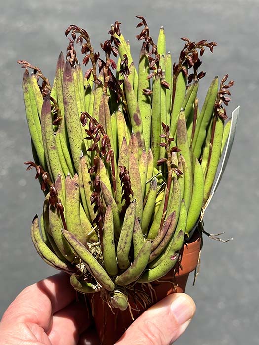 Southern California Orchid Species Society