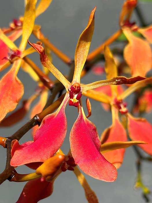 Southern California Orchid Species Society