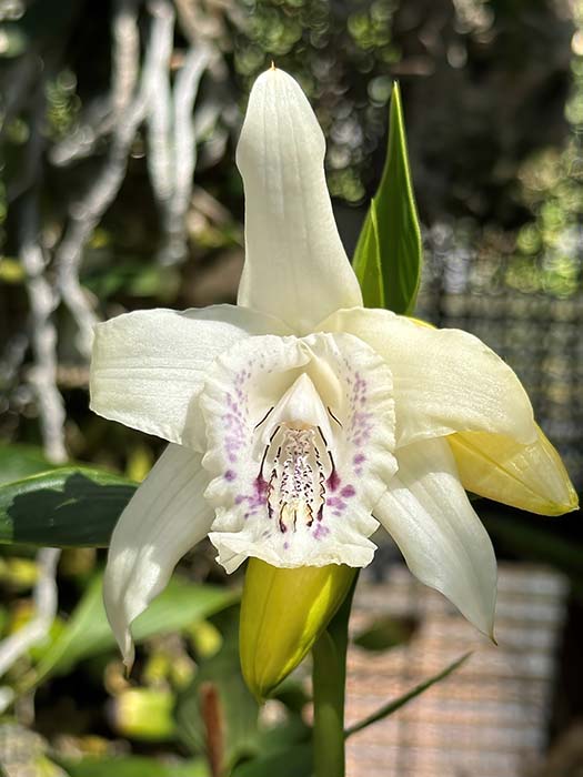 Southern California Orchid Species Society