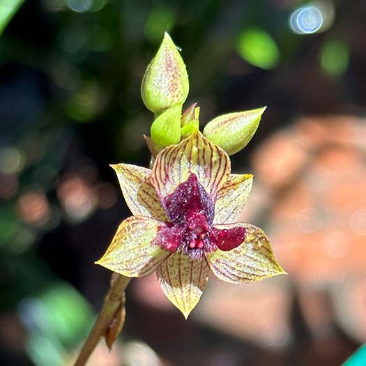 Southern California Orchid Species Society