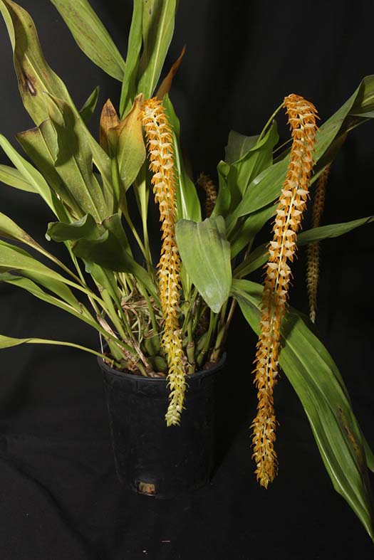 Southern California Orchid Species Society 11-2023