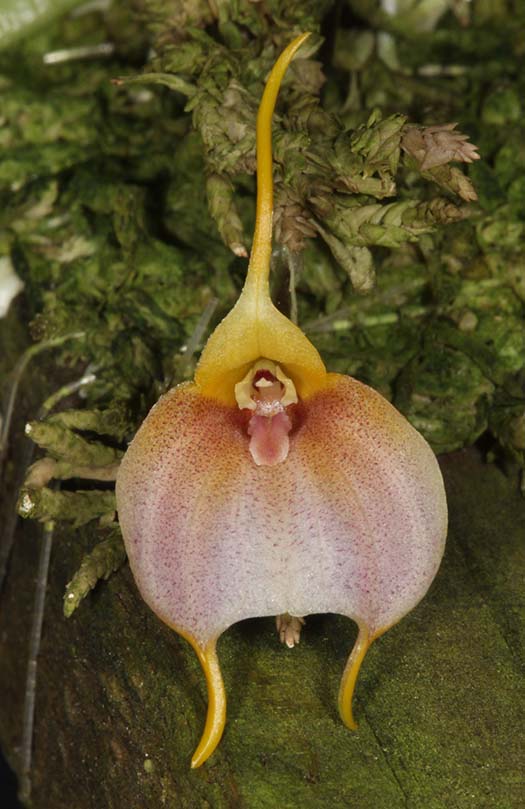 Southern California Orchid Species Society 11-2023