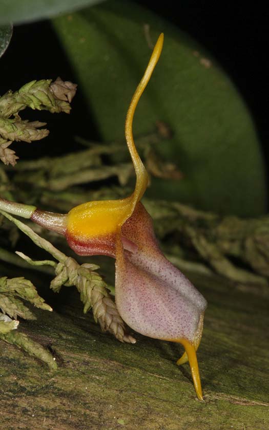 Southern California Orchid Species Society 11-2023