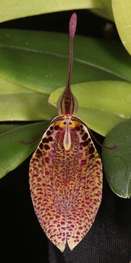 Southern California Orchid Species Society 11-2023