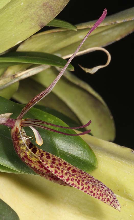 Southern California Orchid Species Society 11-2023