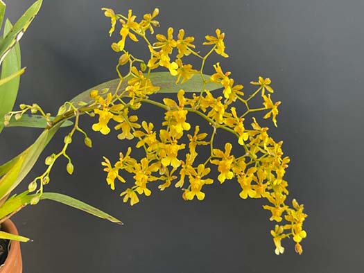Southern California Orchid Species Society 11-2023