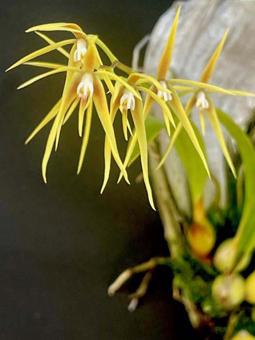 Southern California Orchid Species Society 11-2023