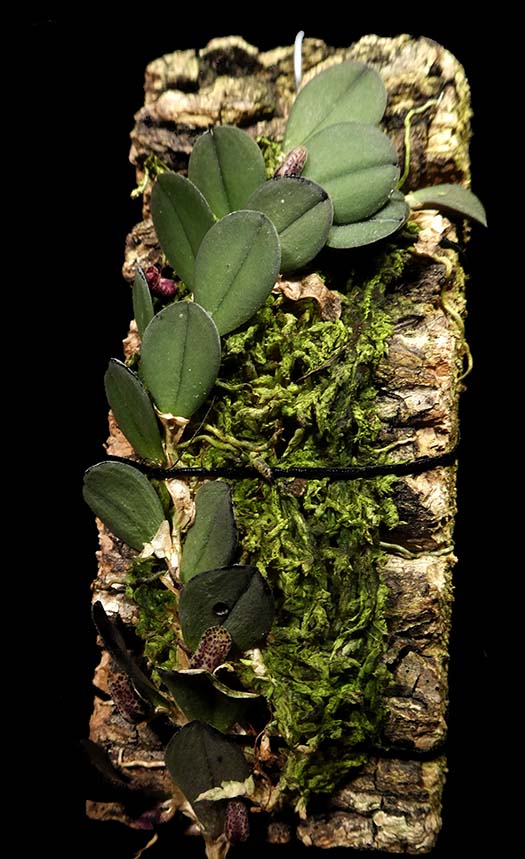 Southern California Orchid Species Society 11-2023