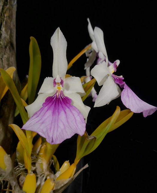 Southern California Orchid Species Society 11-2023