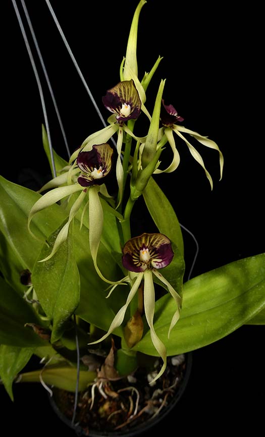 Southern California Orchid Species Society 11-2023