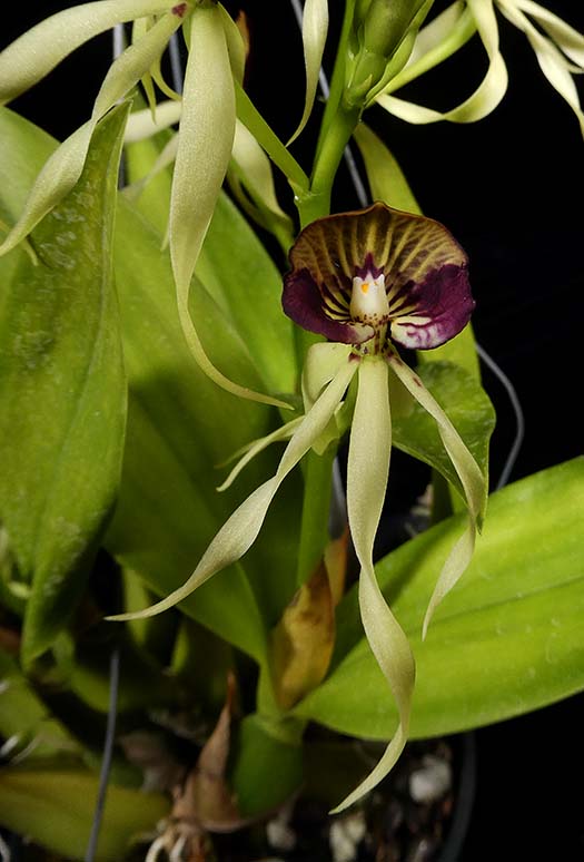 Southern California Orchid Species Society 11-2023