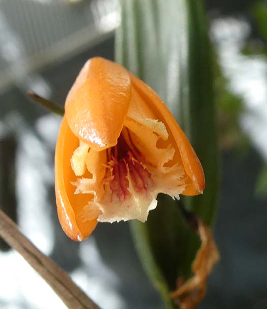 Southern California Orchid Species Society 11-2023