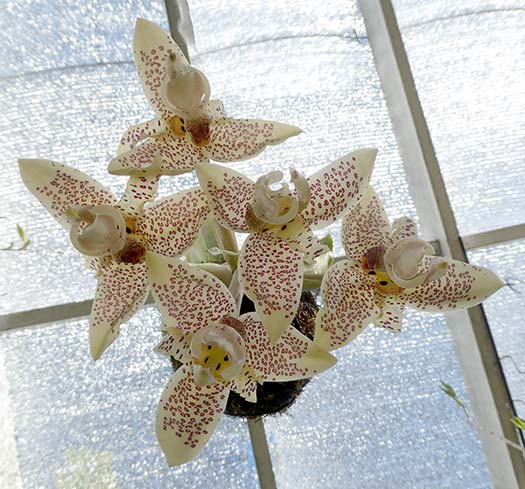 Southern California Orchid Species Society 11-2023