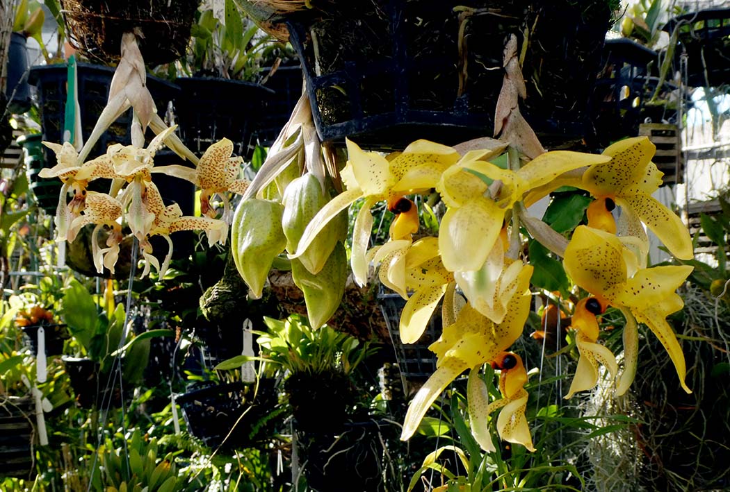 Southern California Orchid Species Society 11-2023