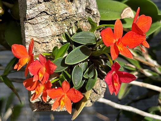 Southern California Orchid Species Society 11-2023