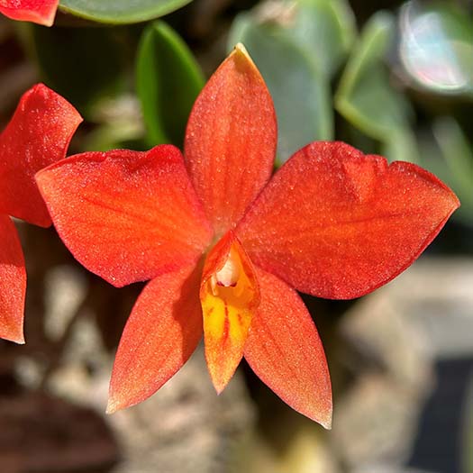 Southern California Orchid Species Society 11-2023