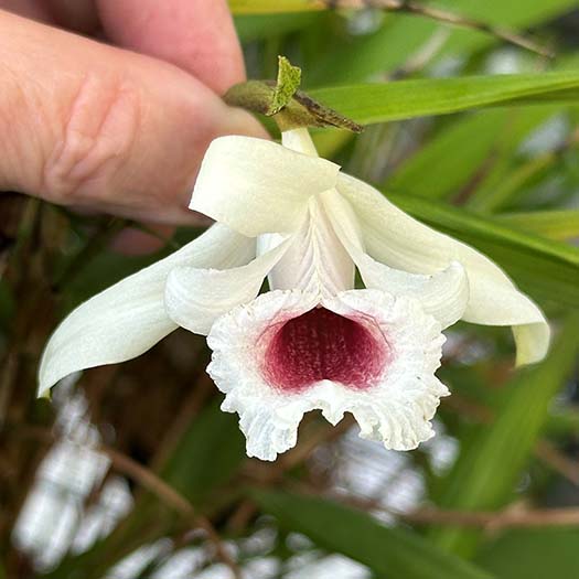 Southern California Orchid Species Society 11-2023