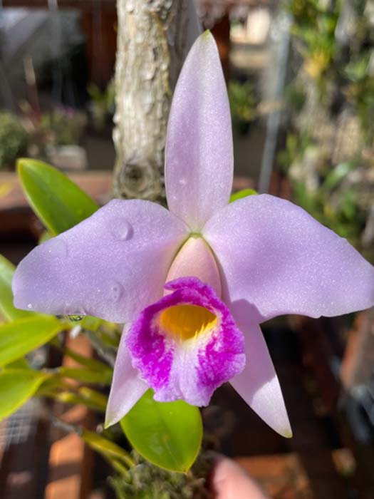 Southern California Orchid Species Society