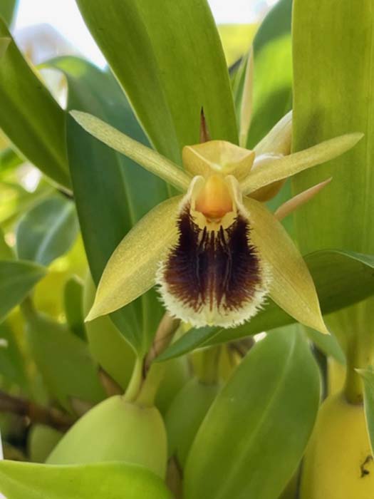Southern California Orchid Species Society