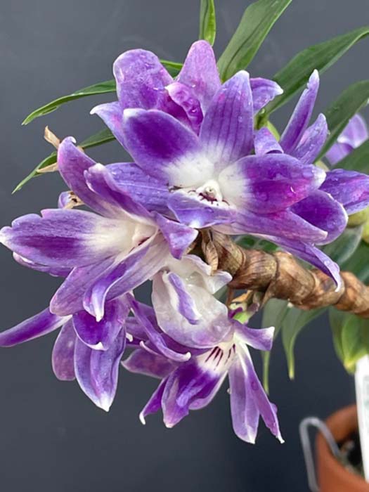 Southern California Orchid Species Society