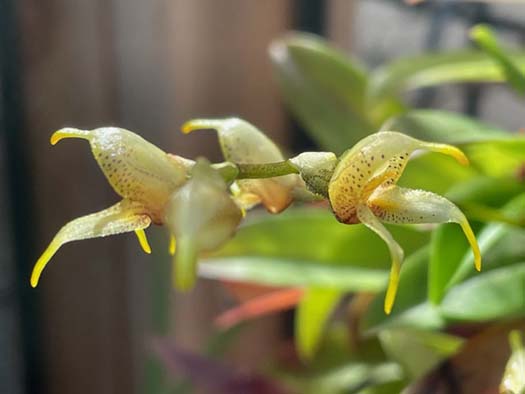 Southern California Orchid Species Society