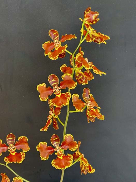Southern California Orchid Species Society