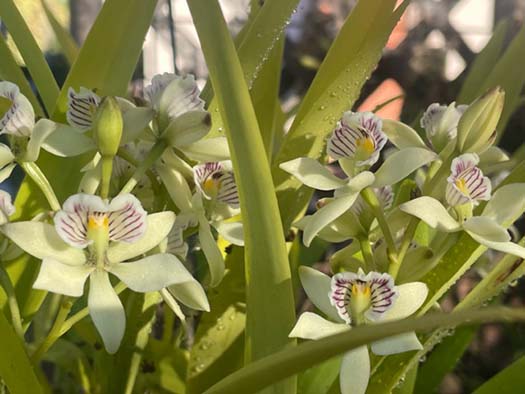 Southern California Orchid Species Society