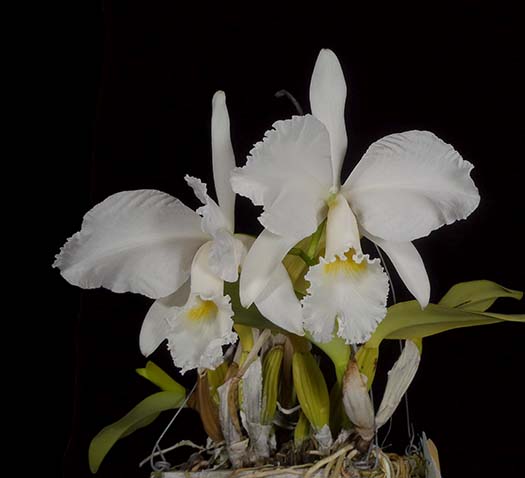 Southern California Orchid Species Society