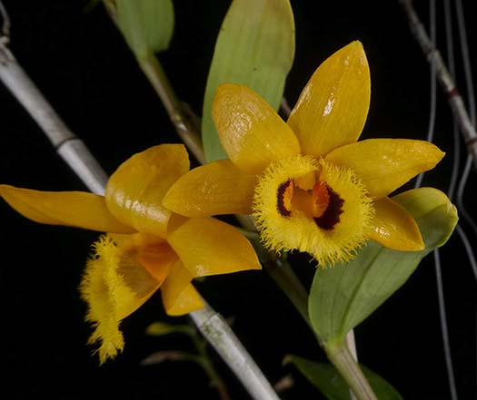 Southern California Orchid Species Society