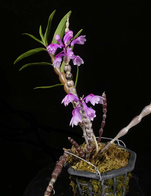 Southern California Orchid Species Society