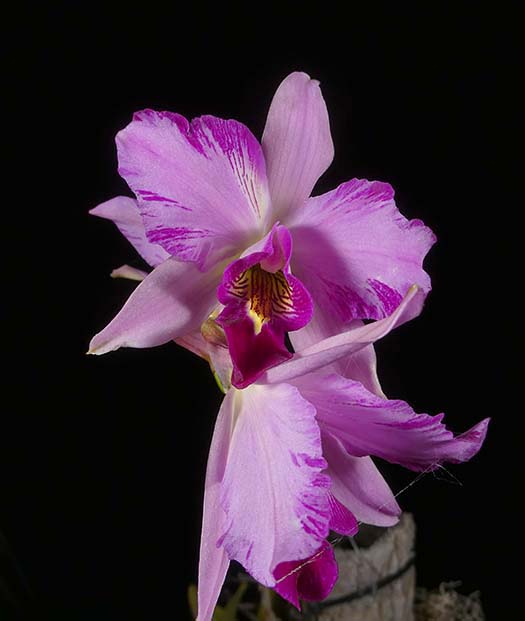 Southern California Orchid Species Society