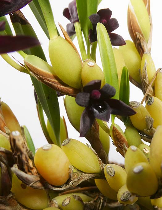 Southern California Orchid Species Society