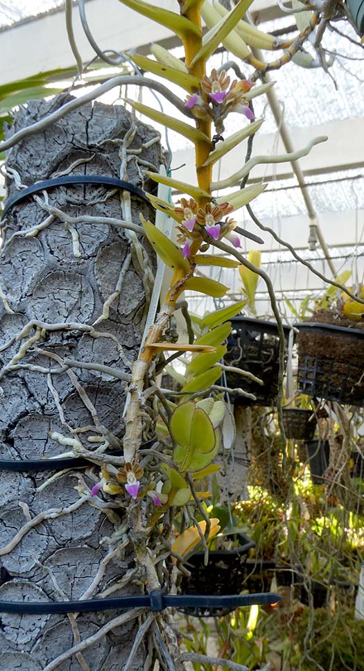 Southern California Orchid Species Society