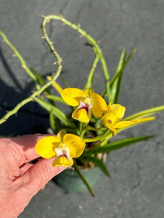 Southern California Orchid Species Society