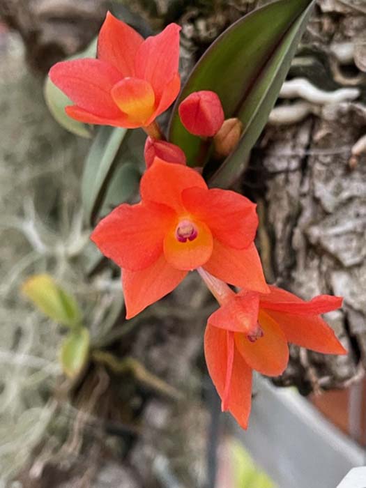 Southern California Orchid Species Society