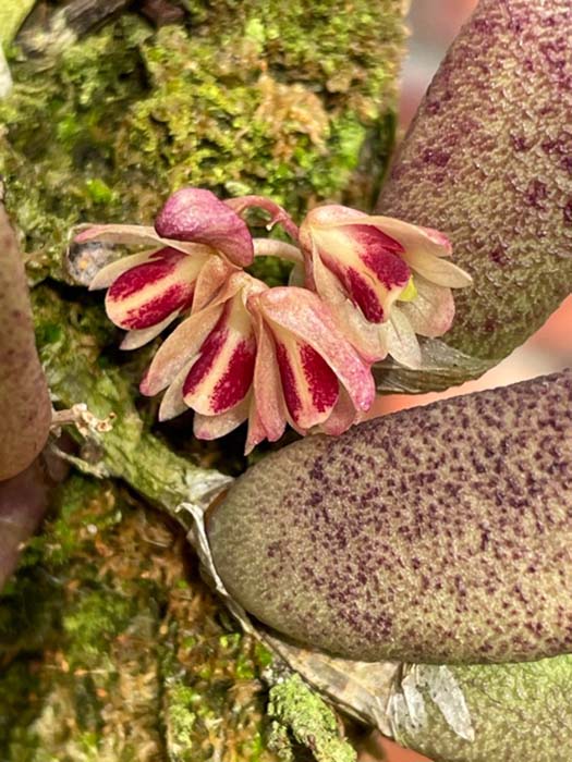 Southern California Orchid Species Society