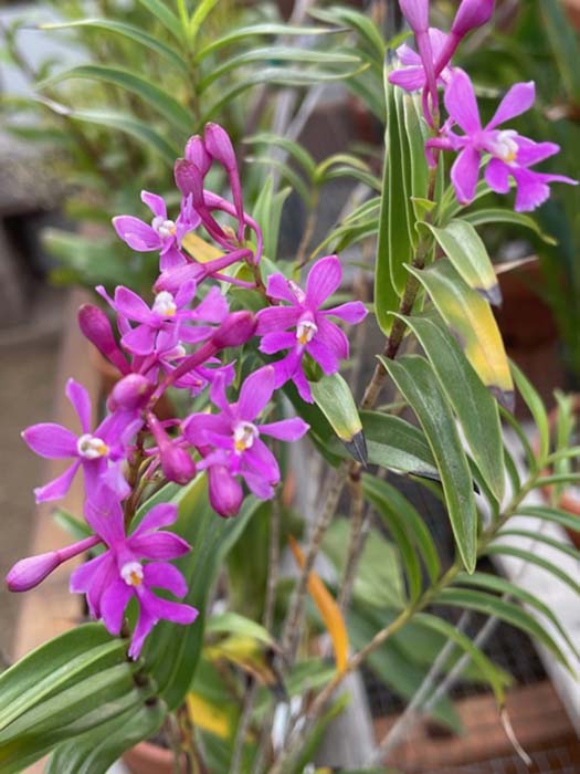 Southern California Orchid Species Society