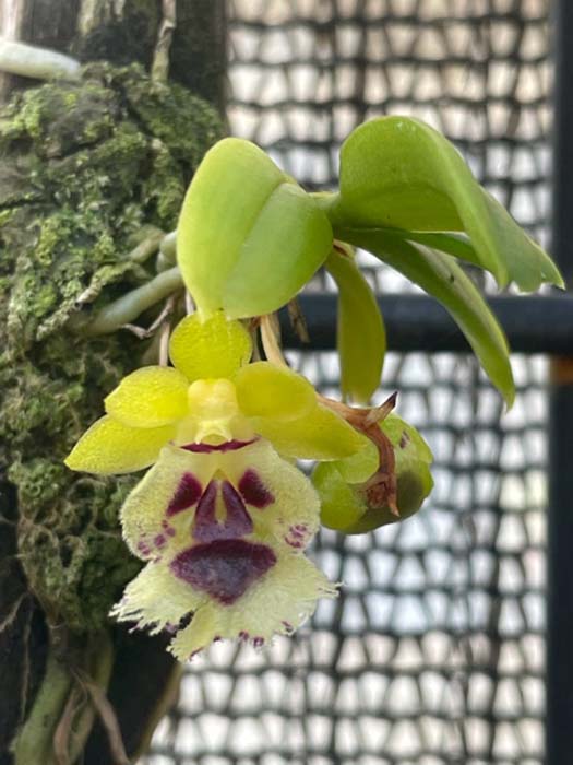 Southern California Orchid Species Society