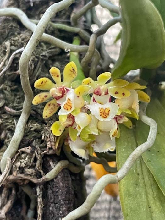 Southern California Orchid Species Society